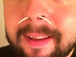 Basic Organic Septum Tusk In Horn Or Bone