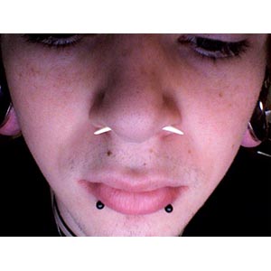 Shell Septum Tusk | Nose | Organic